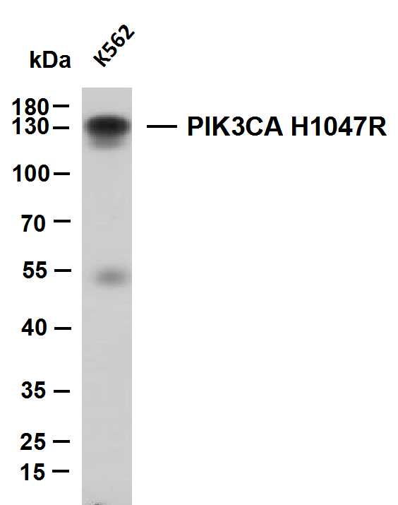 Anti PIK3CA H1047R (ABT454（ASY-V0439-0.05ML）（カテゴリ：抗体関連） | 商品情報 | コスモ ...